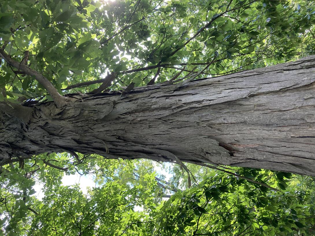 Shagbark Hickory | CMP Tree Selection Tool